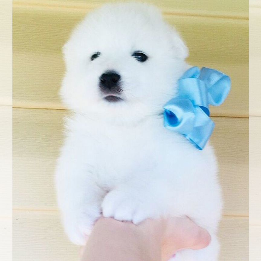 Великолепные щенята самоедской лайки