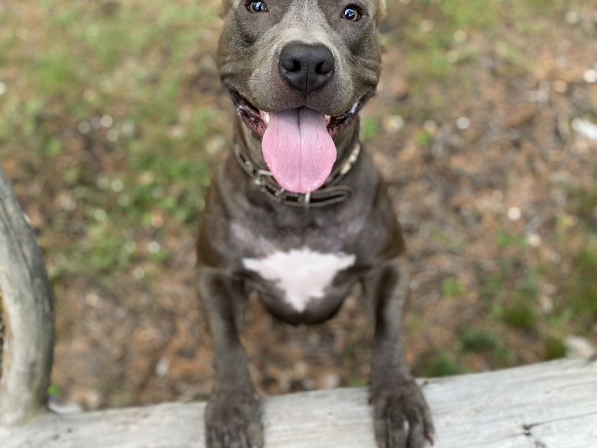 Стаффордширский терьер Вязка