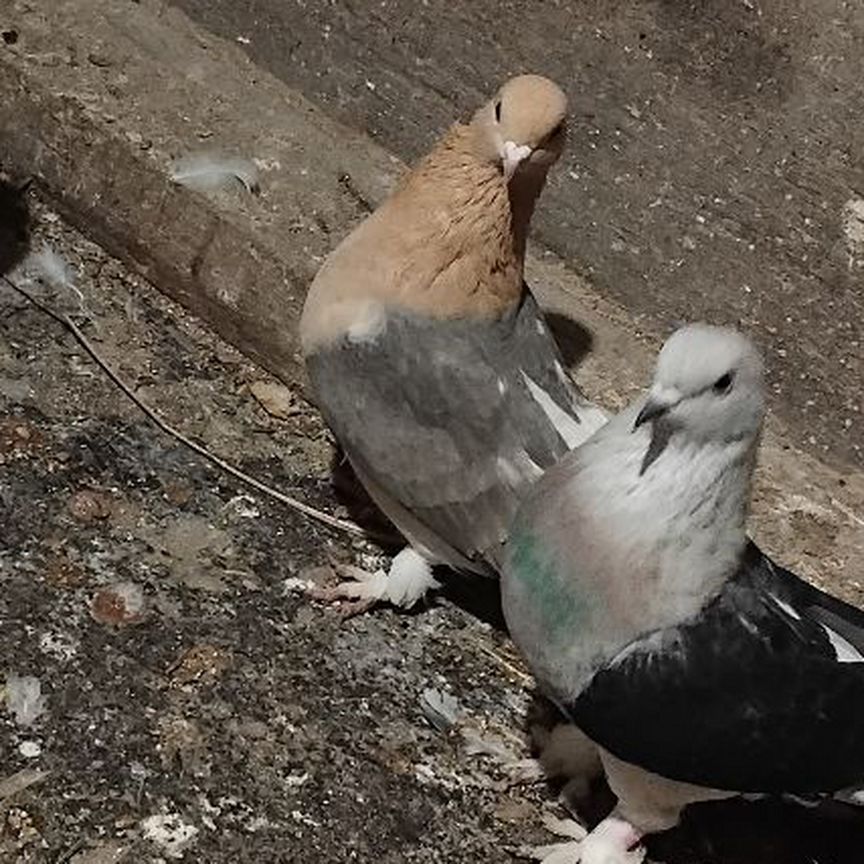 Голуби турецкие такла