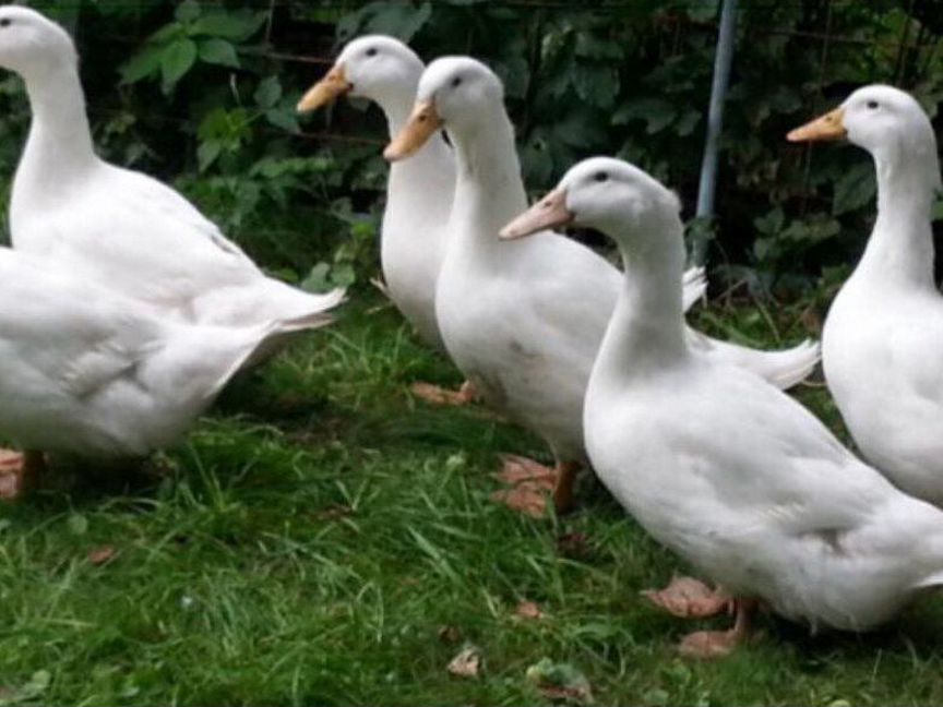 Утки Бройлерные