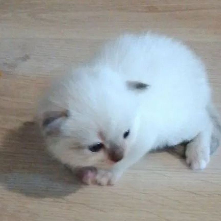 Сиамский котёнок