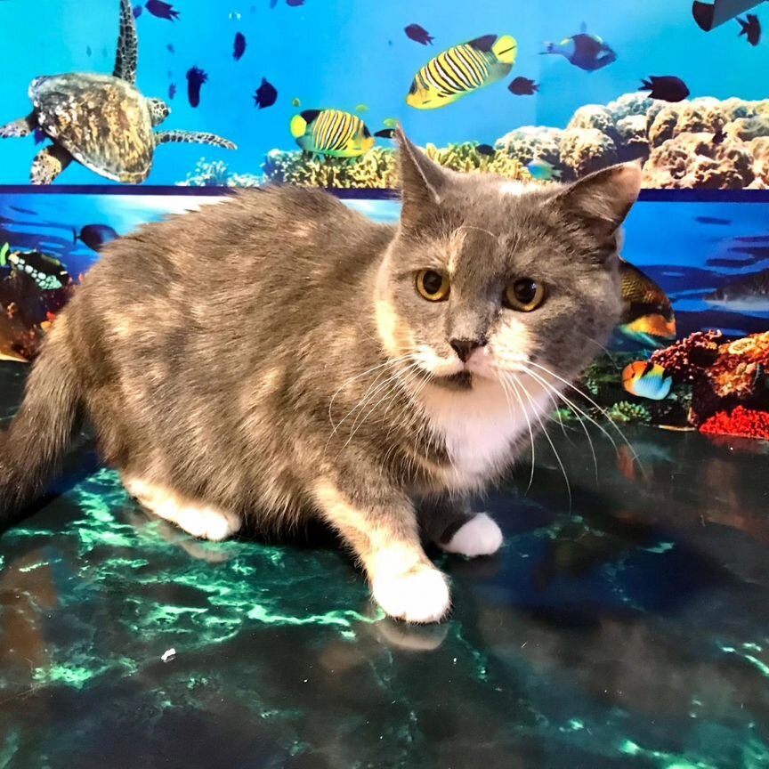 Хорошая кошечка