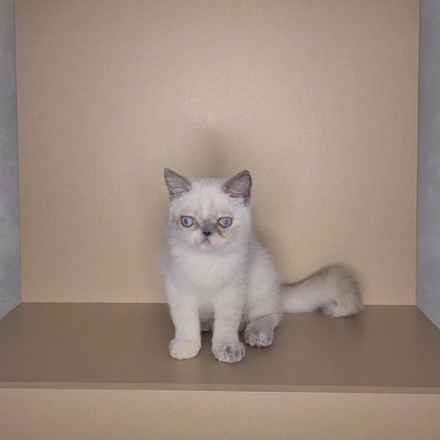 Котенок Экзот