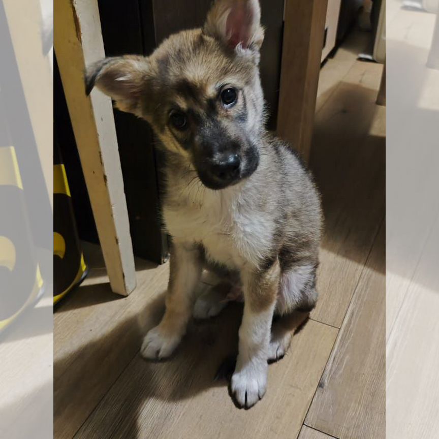 Сибирский хаски, щенок