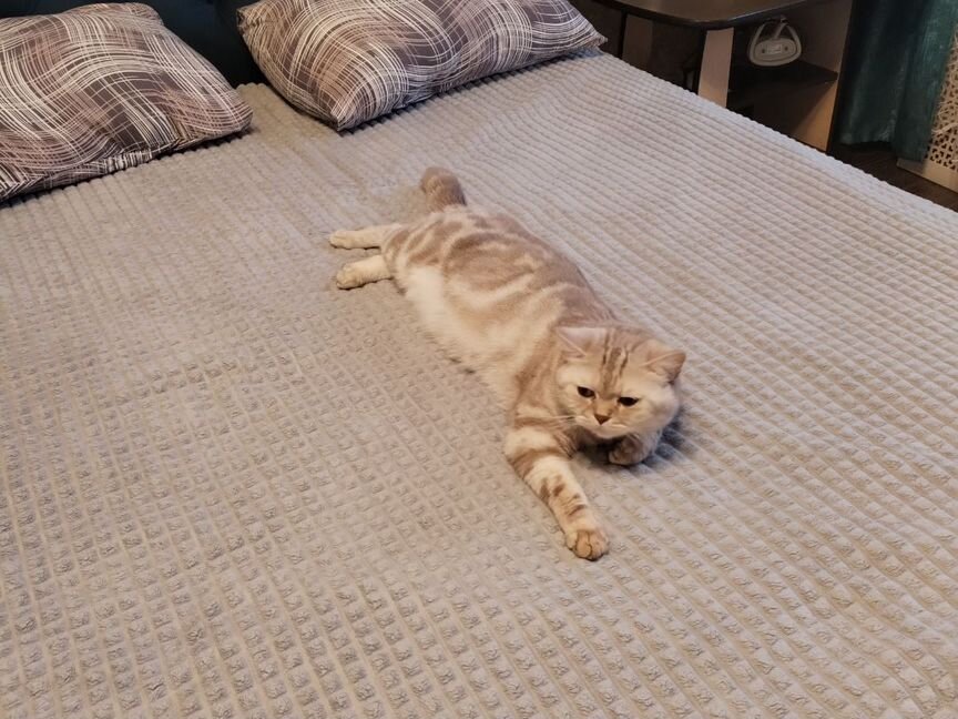 Шотландская