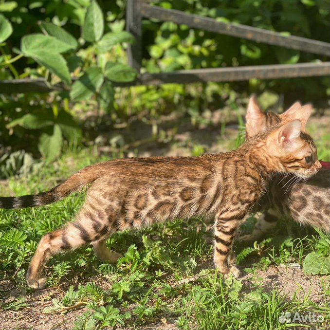 Бенгальская кошечка Таис