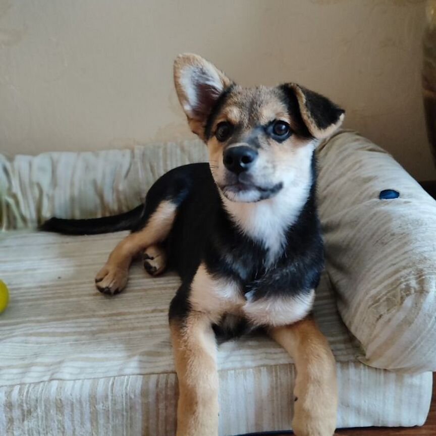 Малышка в добрые руки