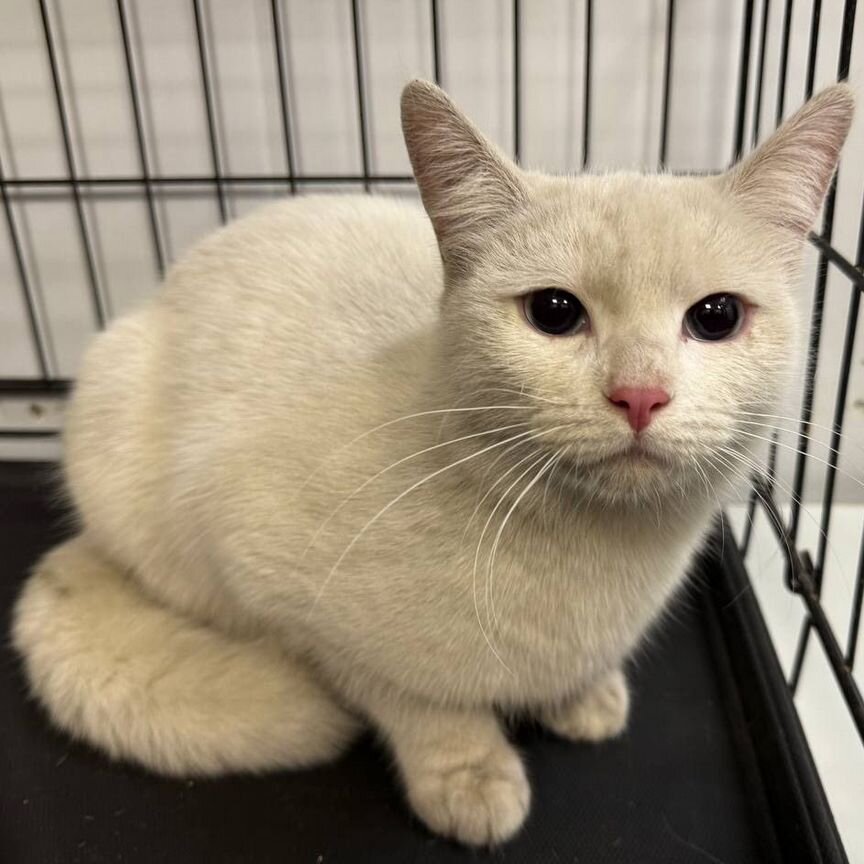 Взрослая, кошка в добрые руки