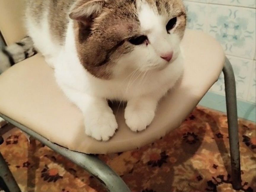 Шикарный кот Пушок