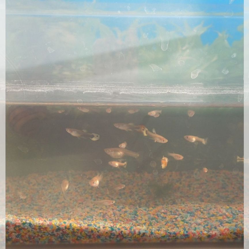 Аквариумные рыбки гуппи