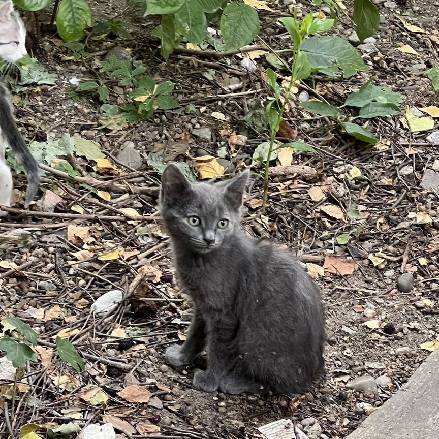 Кошка