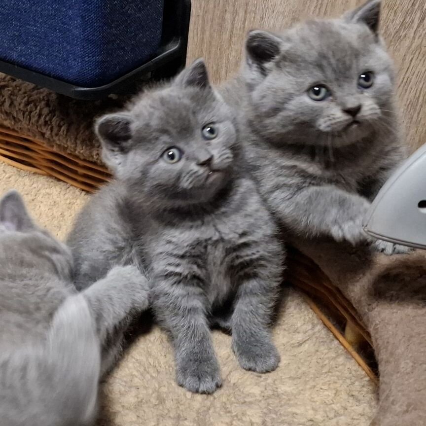 Британский короткошёрстный котёнок