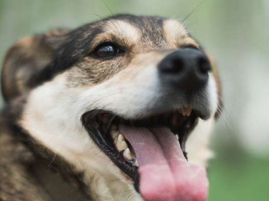 Улыбчивая собачка ищет дом