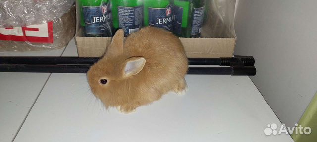 Крольчата месячные