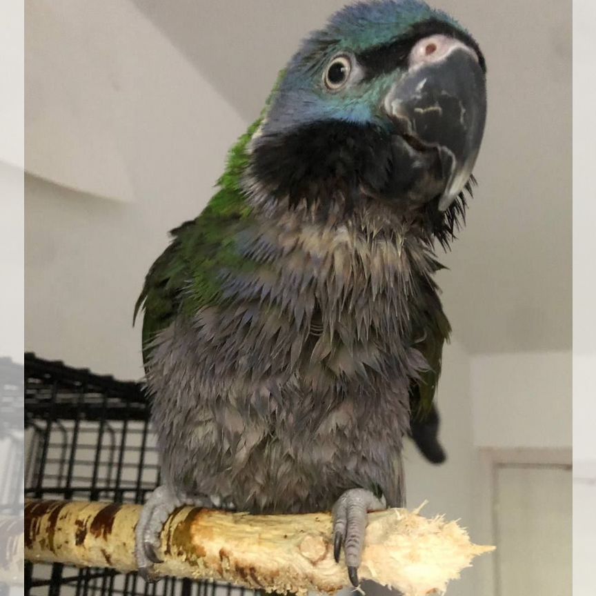 Попугай кольчатый китайский