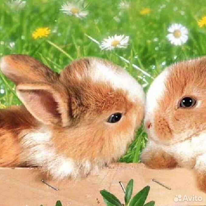 Кролики декоративные карликовые mini