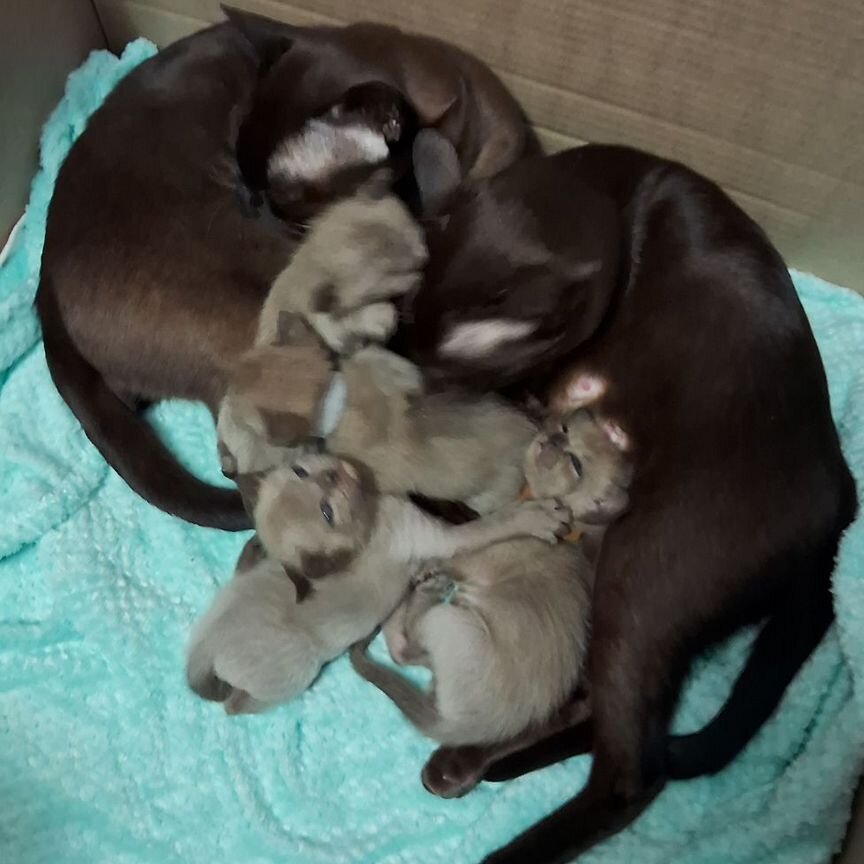 Бурманские котята