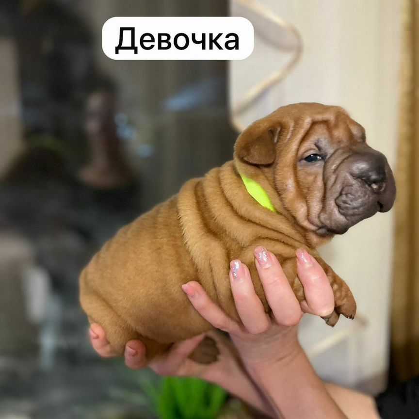 Щенки Шарпея