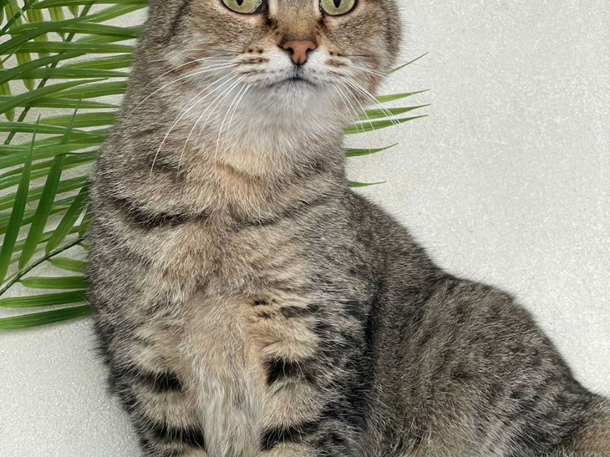 Кошки в добрые руки