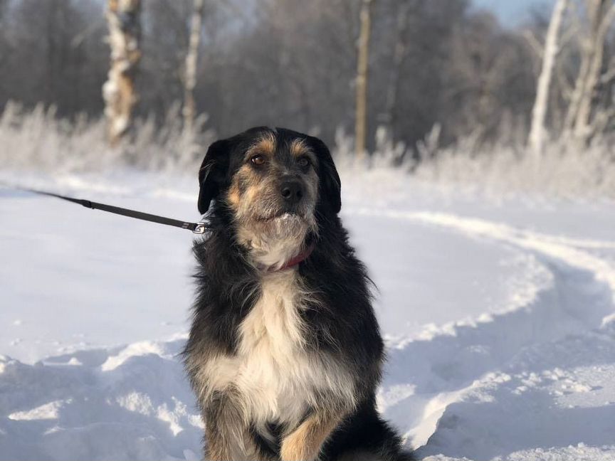 Пёс Барон ищет хозяина. Отдадим в хорошие руки