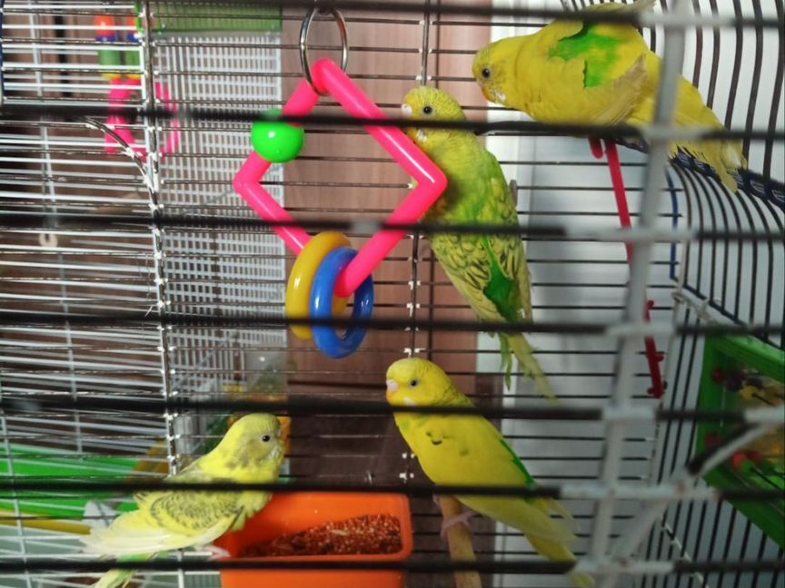 Волнистые попугаи