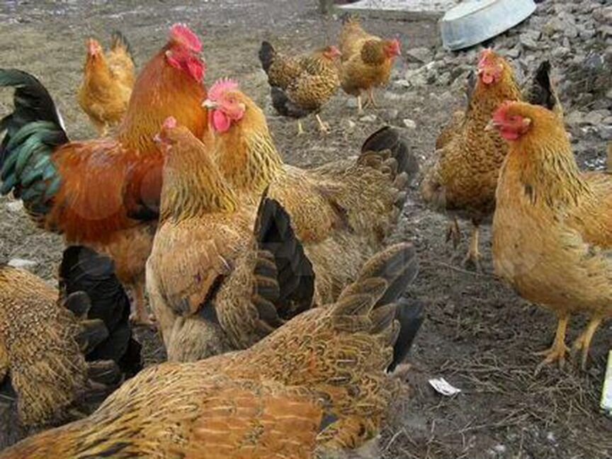 Инкубационное яйцо породистых кур