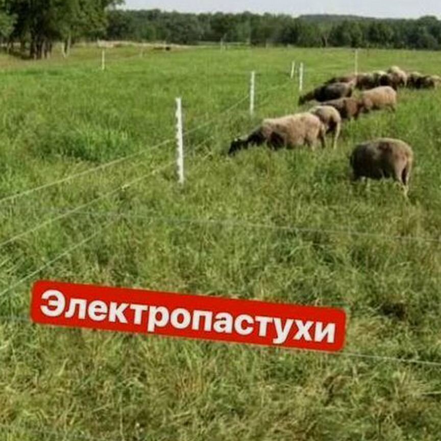 Электропастух для овец