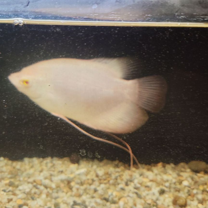 Аквариумные рыбы