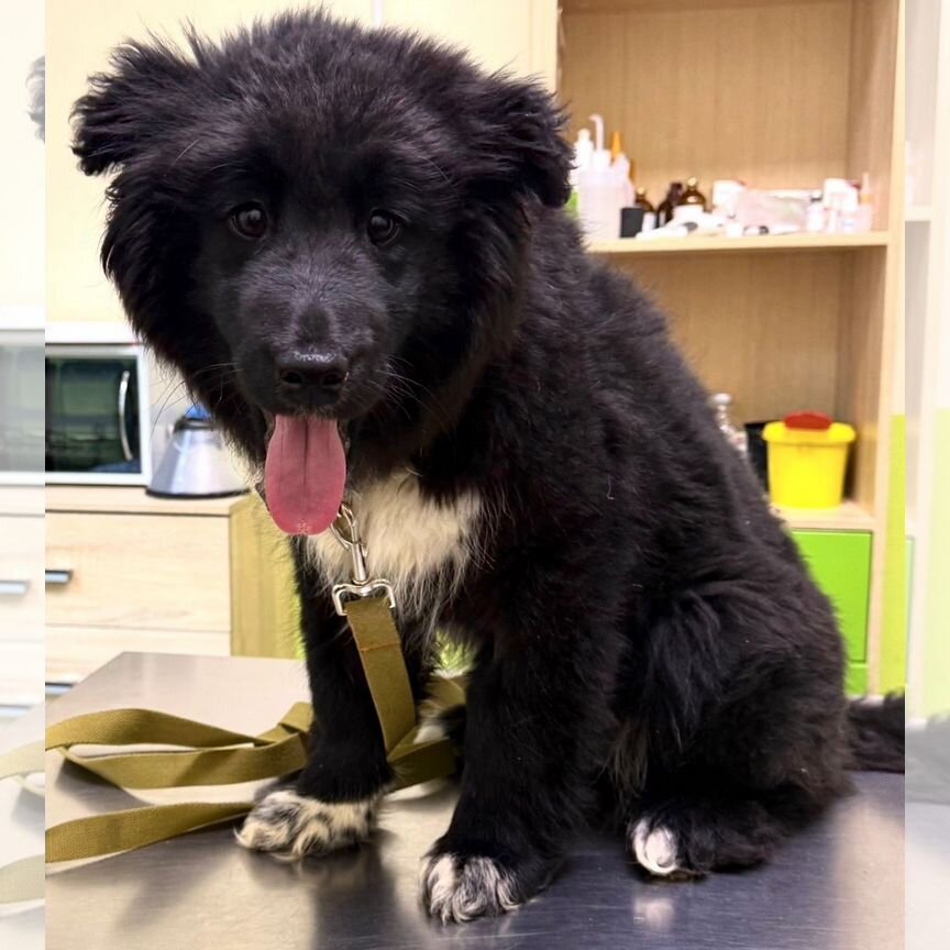 Щенок в добрые руки