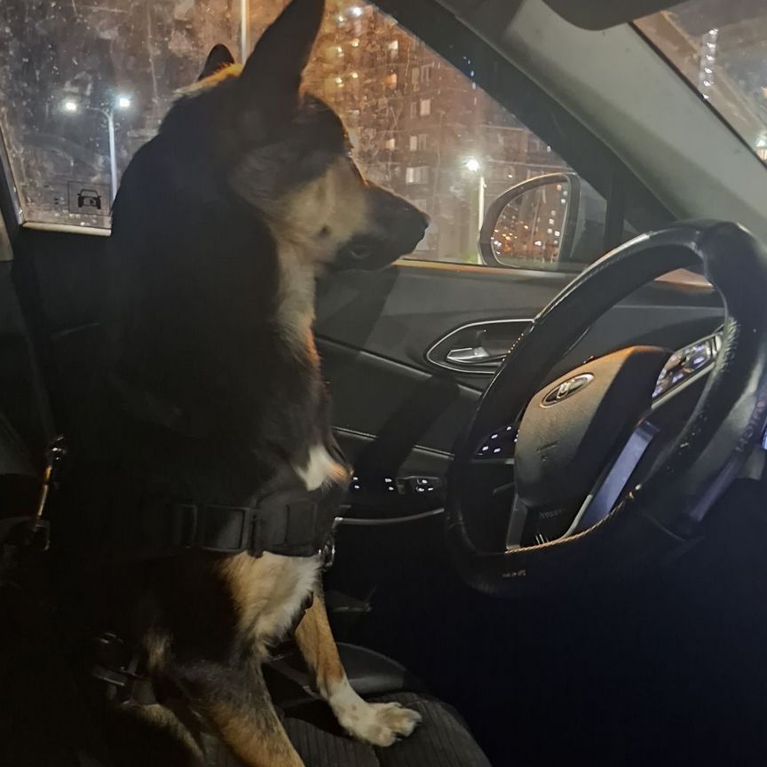 Взрослая собака в добрые руки