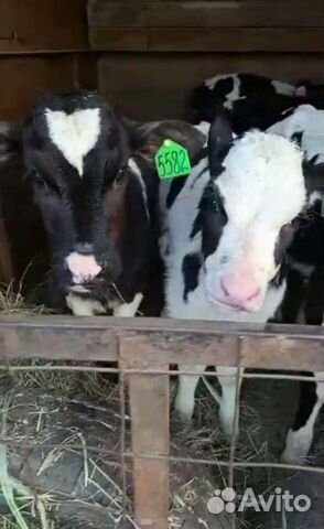 Бычки телята