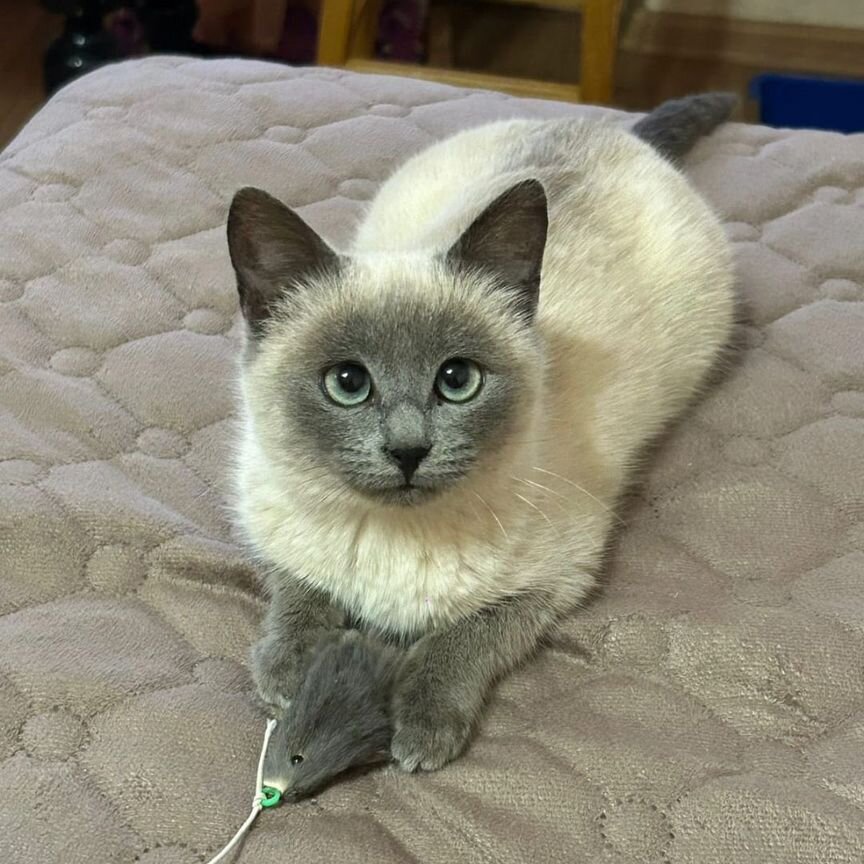 Отдам в добрые руки