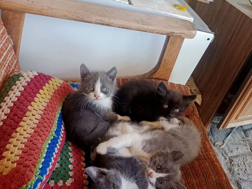 Отдам котят в добрые руки