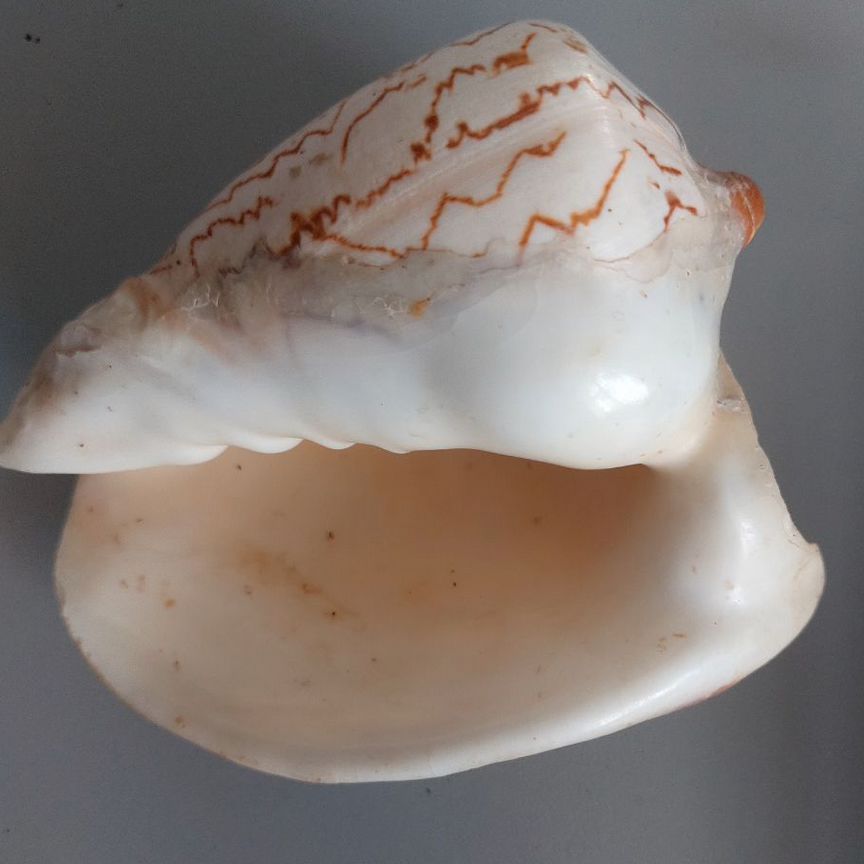 Раковина морская большая