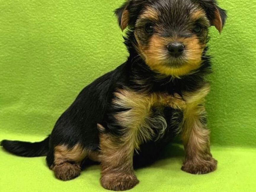 Крошки на ладошке Щенки йоркширкий терьер