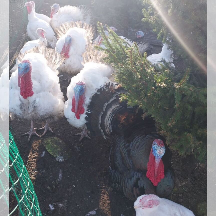 Индюк на племя