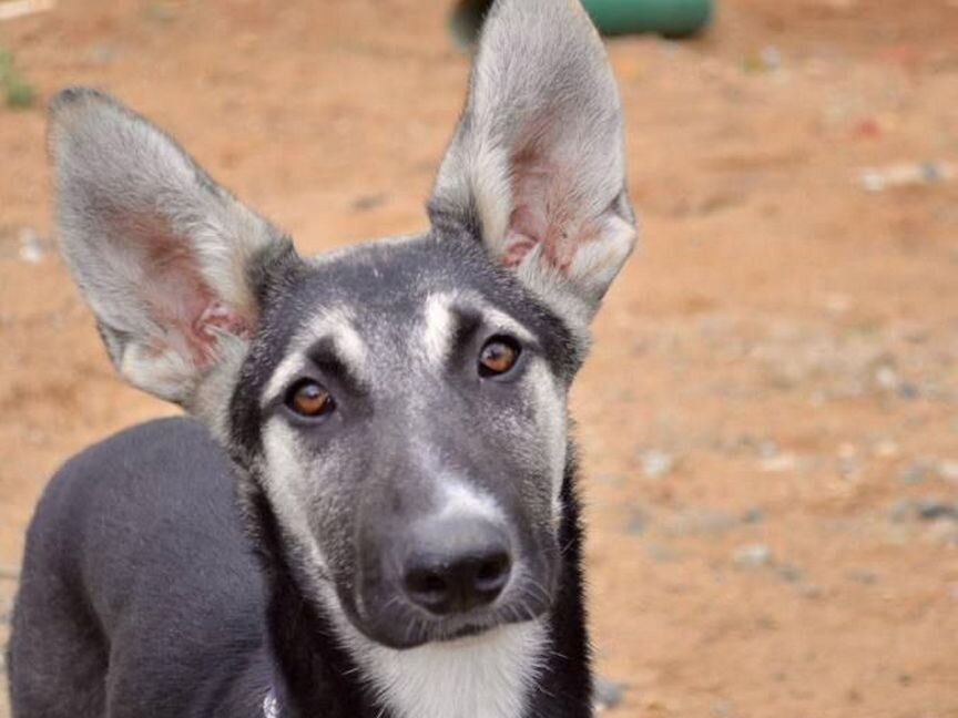 Девчонки - овчаристые