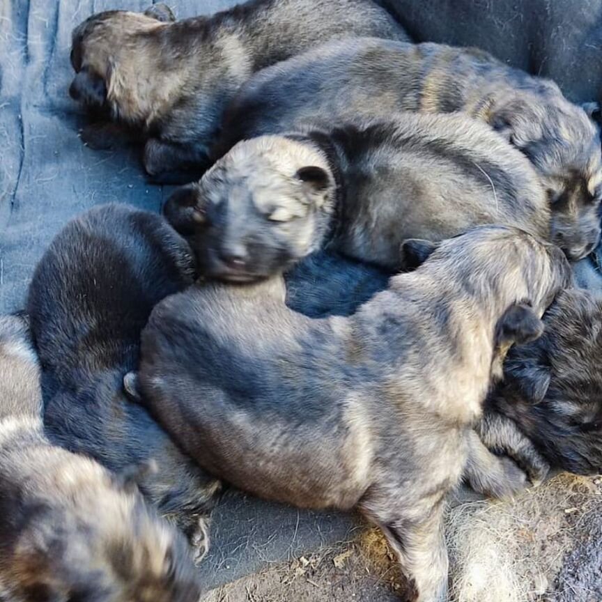 Щенки немецкой овчарки