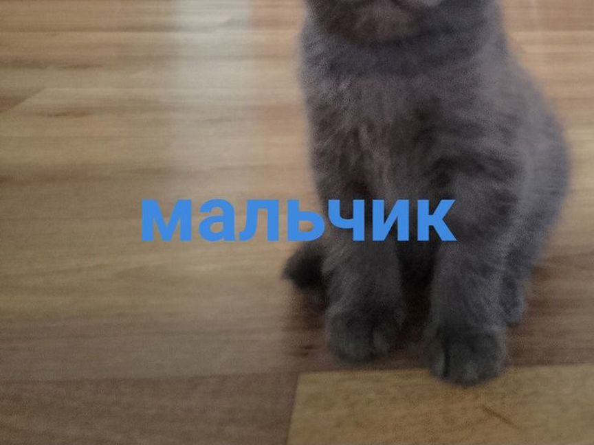 Шотландские вислоухие котята