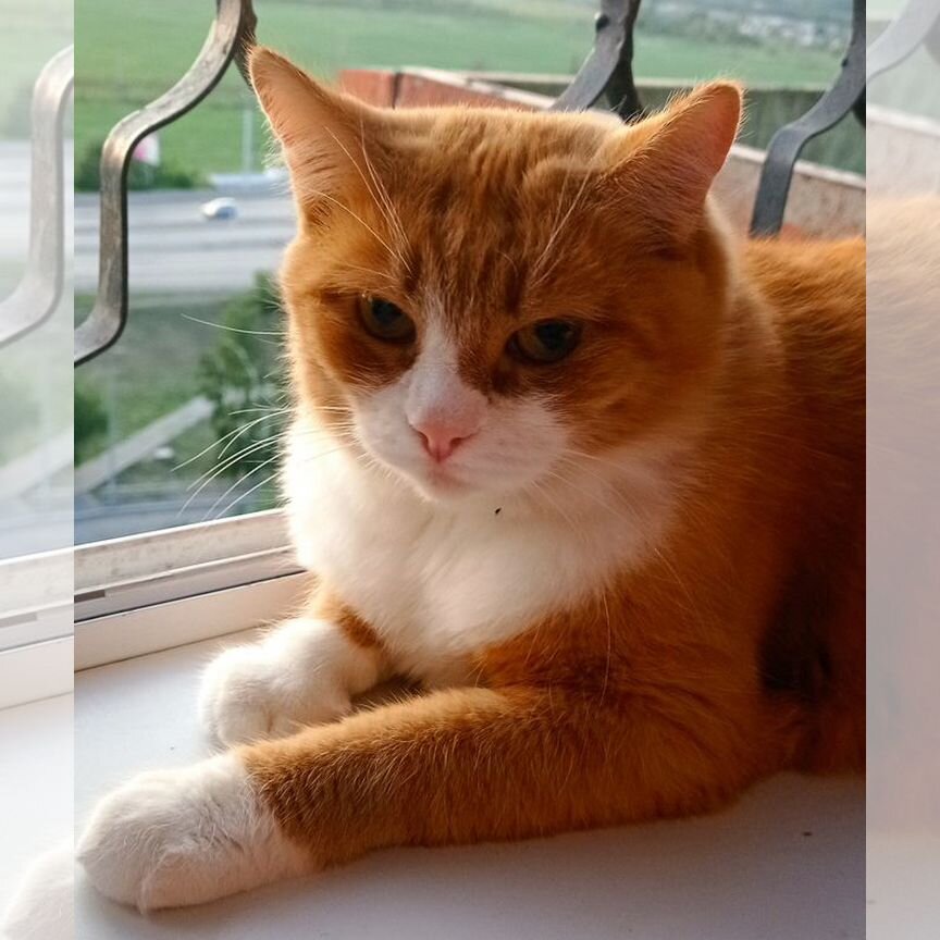 Отдам кошечку в дар