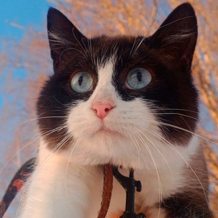 Взрослая кошка в добрые руки