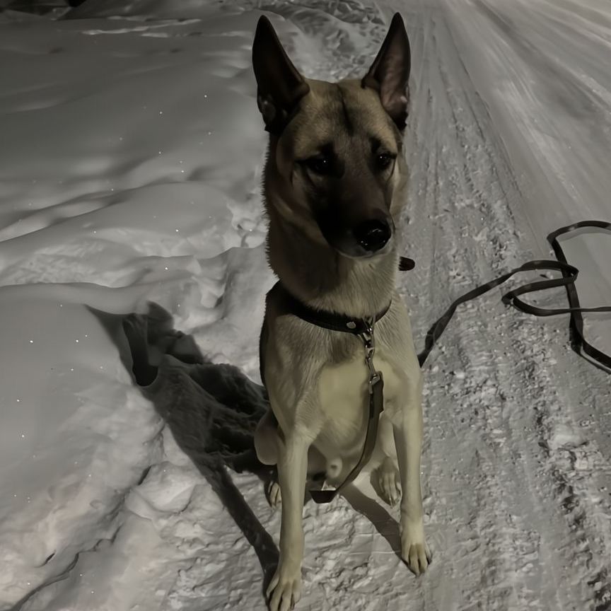 Лайка, взрослый пёс