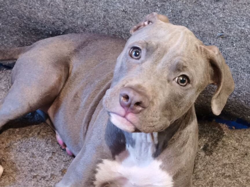 Голубые ам. Стаффики