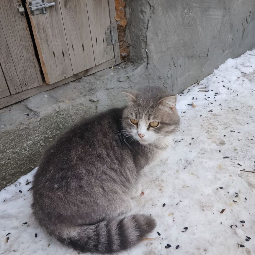 Взрослый кот в добрые руки