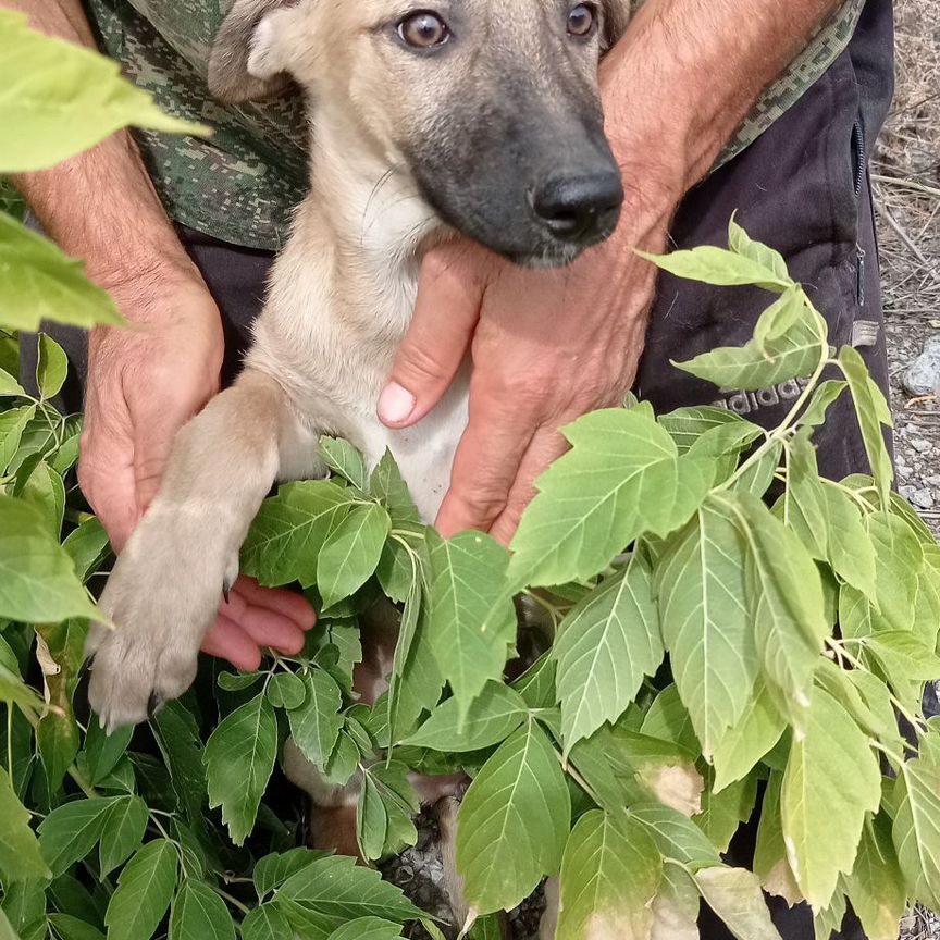 Щенки в добрые ручки,3 мес