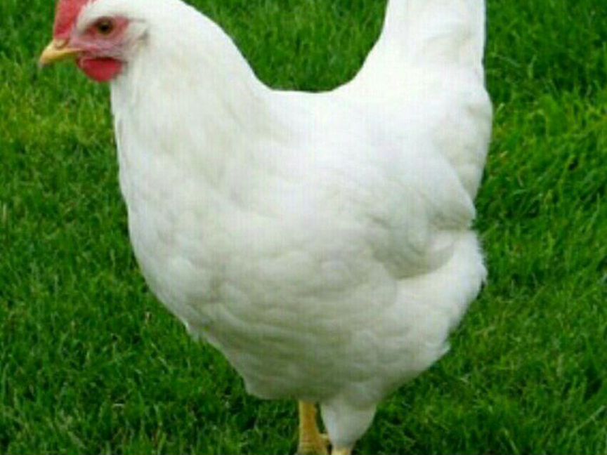 Куры несушки продам