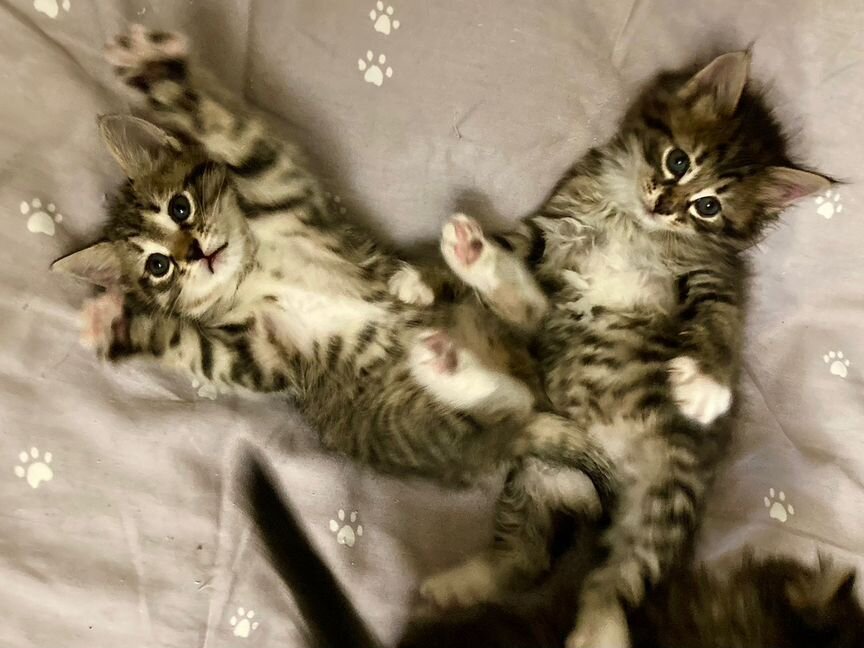 Котята в добрые руки