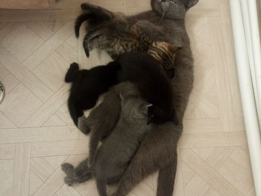 Кошка