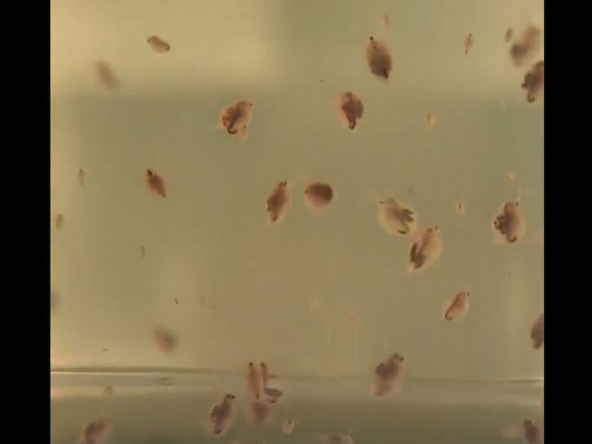 Дафния Магна (Daphnia Magna) - стартовая культура