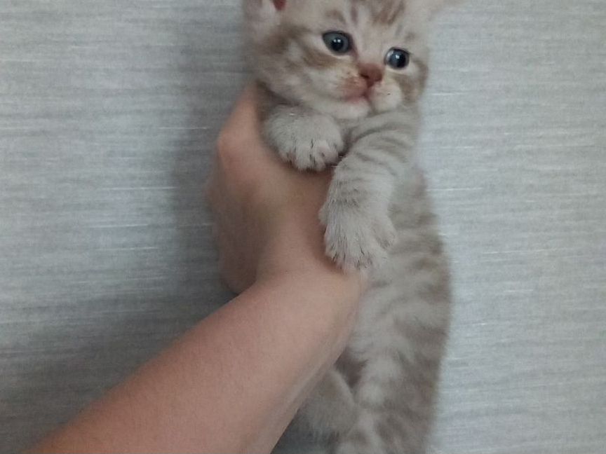 Шотландские котята (двое вислоухие)